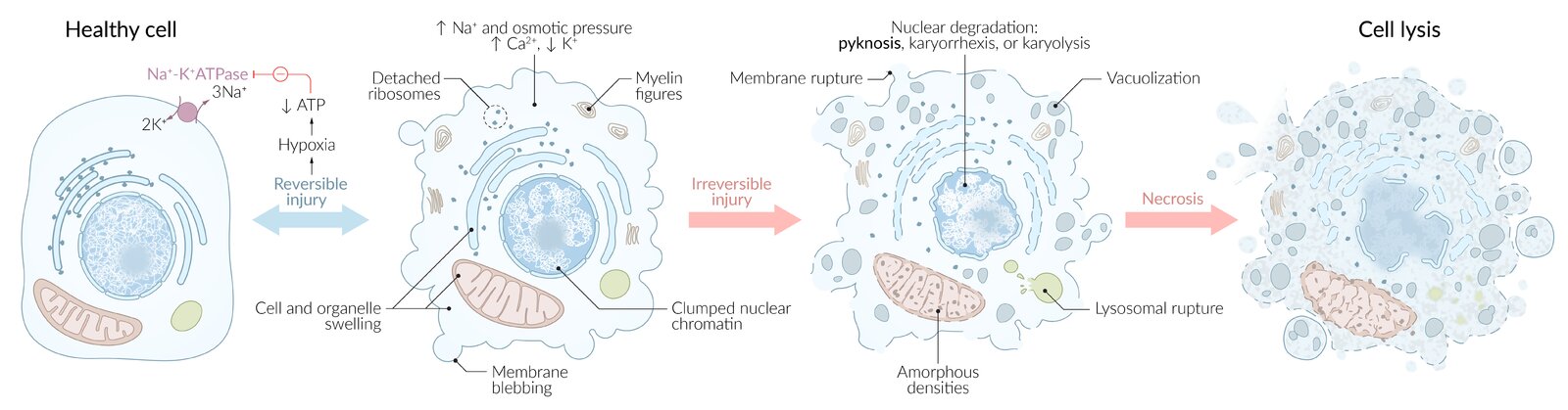 Pathology · A Medical Journey